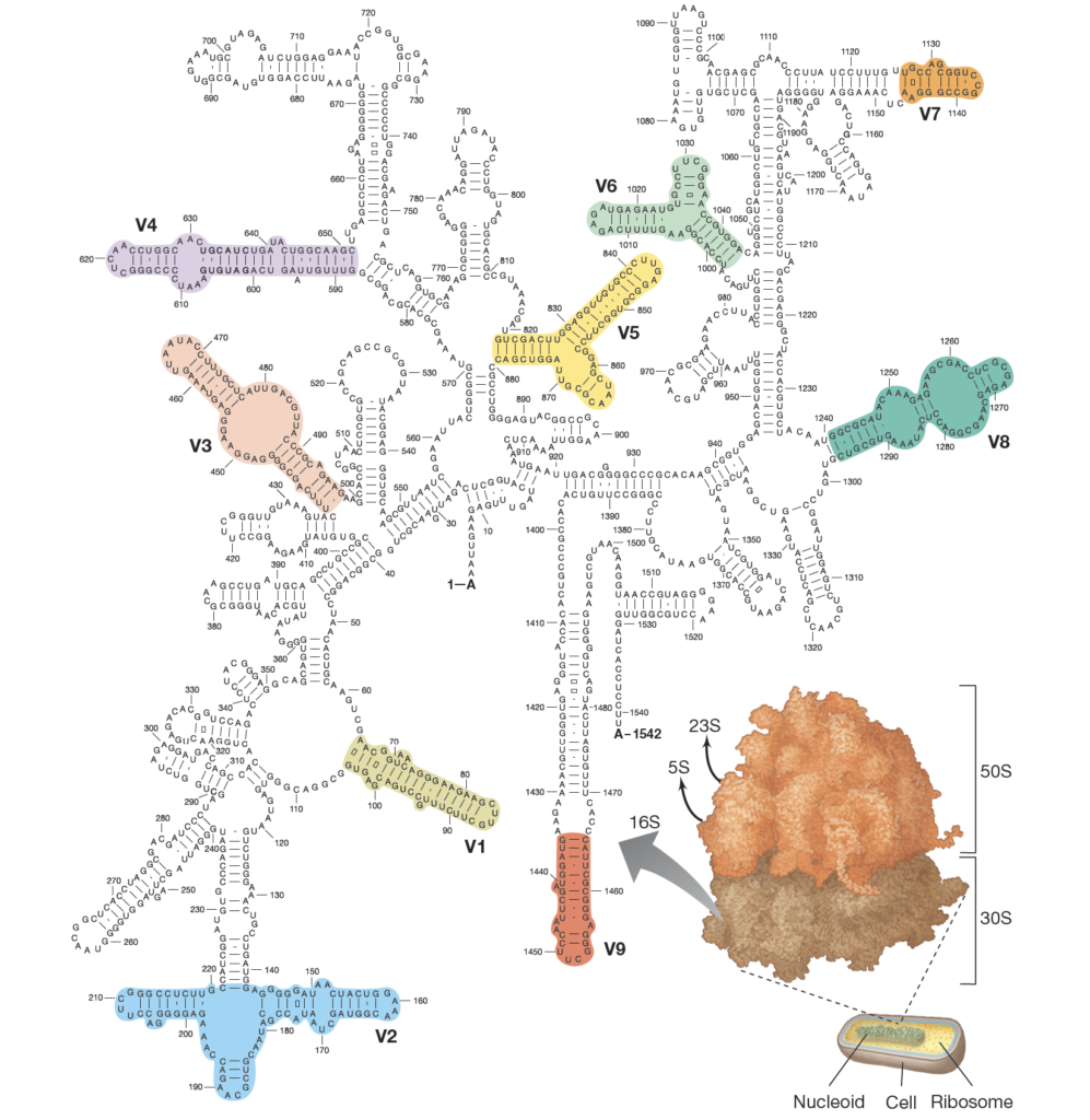 Dilemma: Full-Length or Partial 16S rRNA Genes? OTU or ASV? – mBioWorks ...